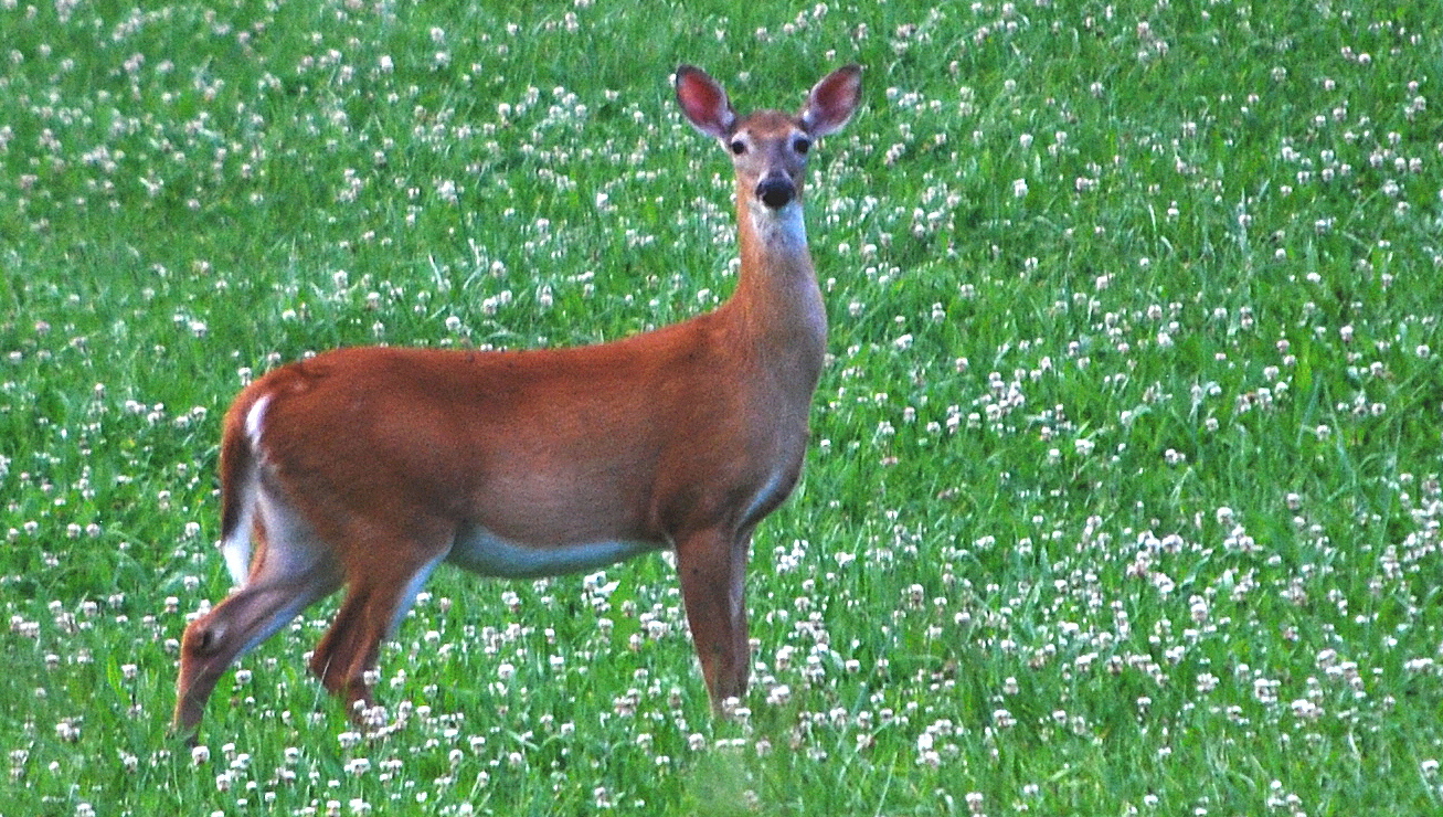 Tennessee deer harvest up 25,025 | Claiborne Progress