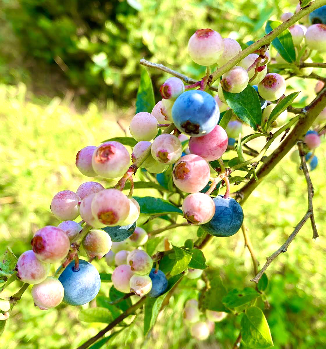 How fruits use color to propagate their species | Claiborne Progress